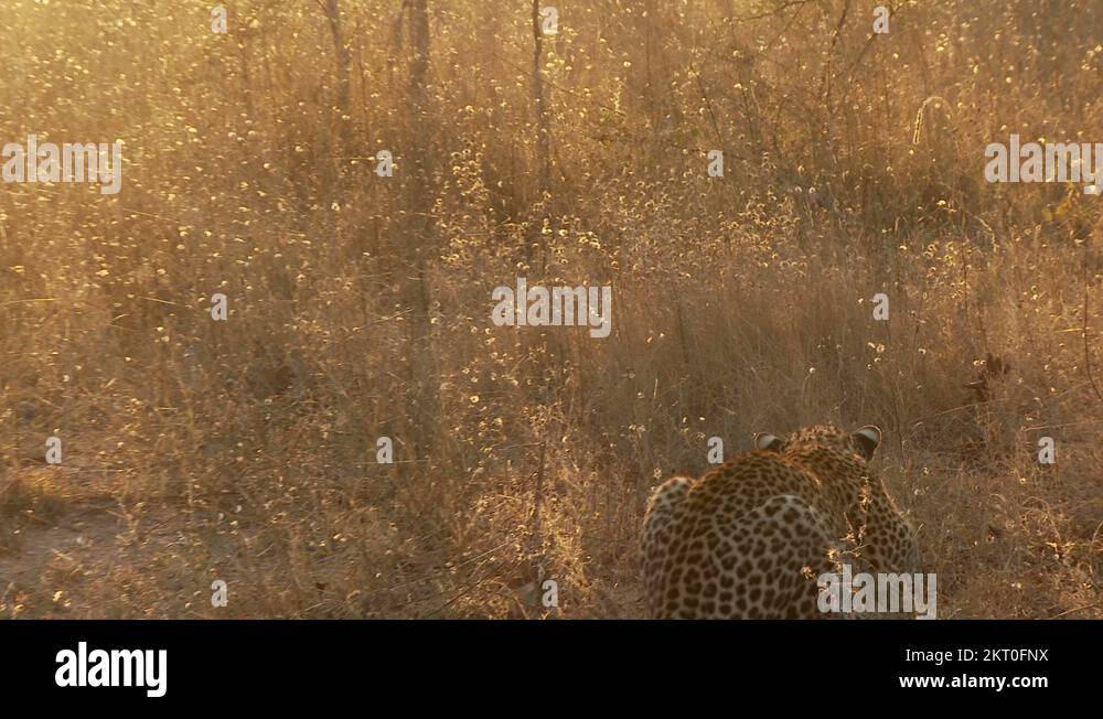 Leopard and Hyena Stock Video Footage - Alamy