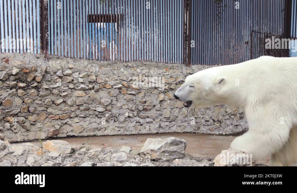 White fur polar bear texture Stock Videos & Footage - HD and 4K Video ...