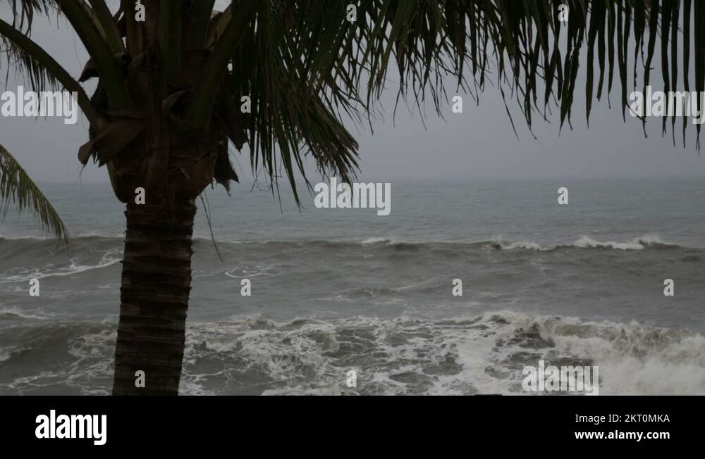 Palm tree in hurricane Stock Videos & Footage - HD and 4K Video Clips ...
