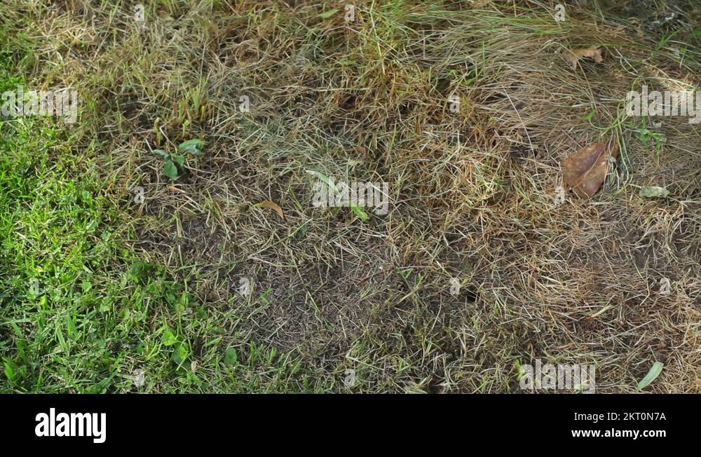 Dead grass lawn garden Stock Videos & Footage - HD and 4K Video Clips ...
