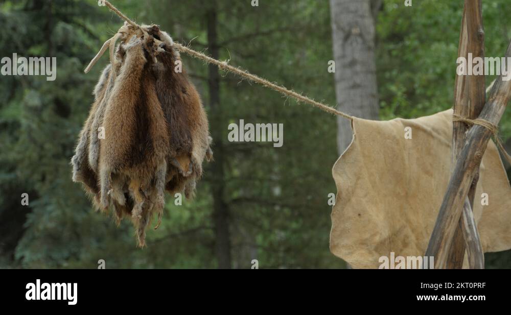 Animal rope Stock Videos & Footage - HD and 4K Video Clips - Alamy