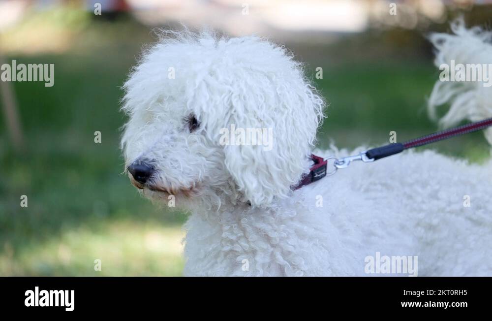 Funny poodle Stock Videos & Footage - HD and 4K Video Clips - Alamy