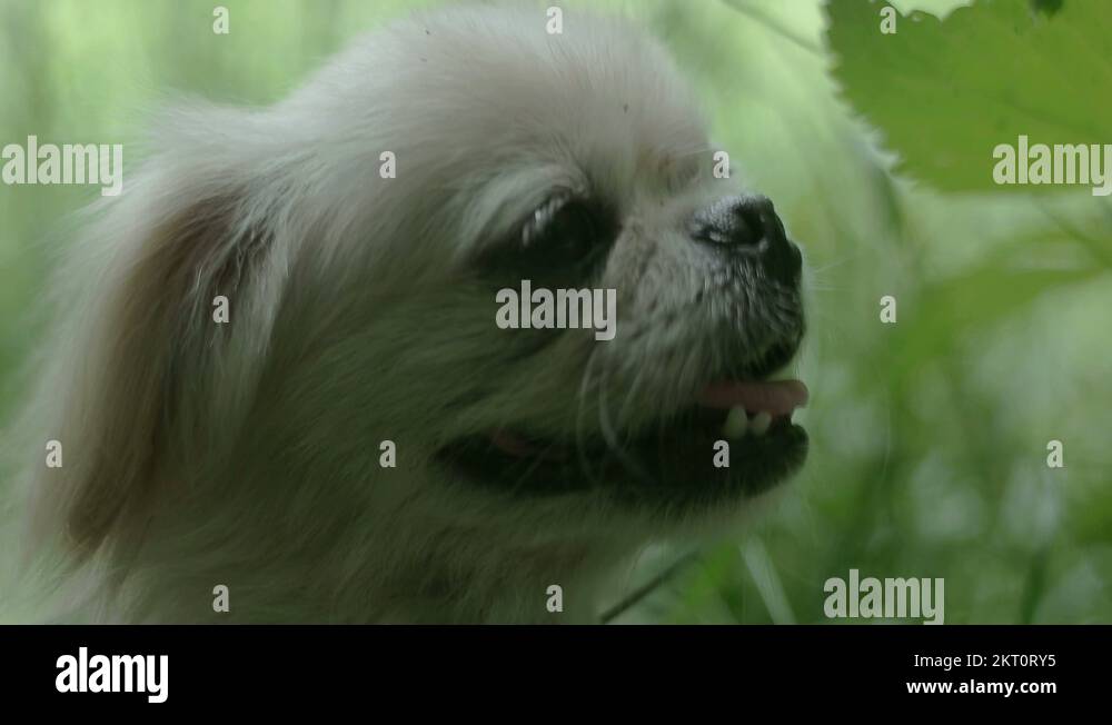 Pekinese dog Stock Videos & Footage - HD and 4K Video Clips - Alamy