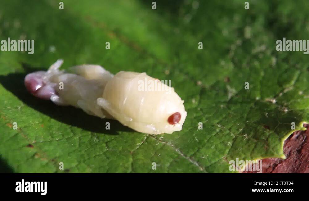 Larva wasp Stock Videos & Footage - HD and 4K Video Clips - Alamy