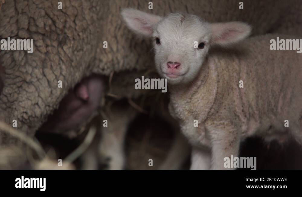 Baa lamb Stock Videos & Footage - HD and 4K Video Clips - Alamy