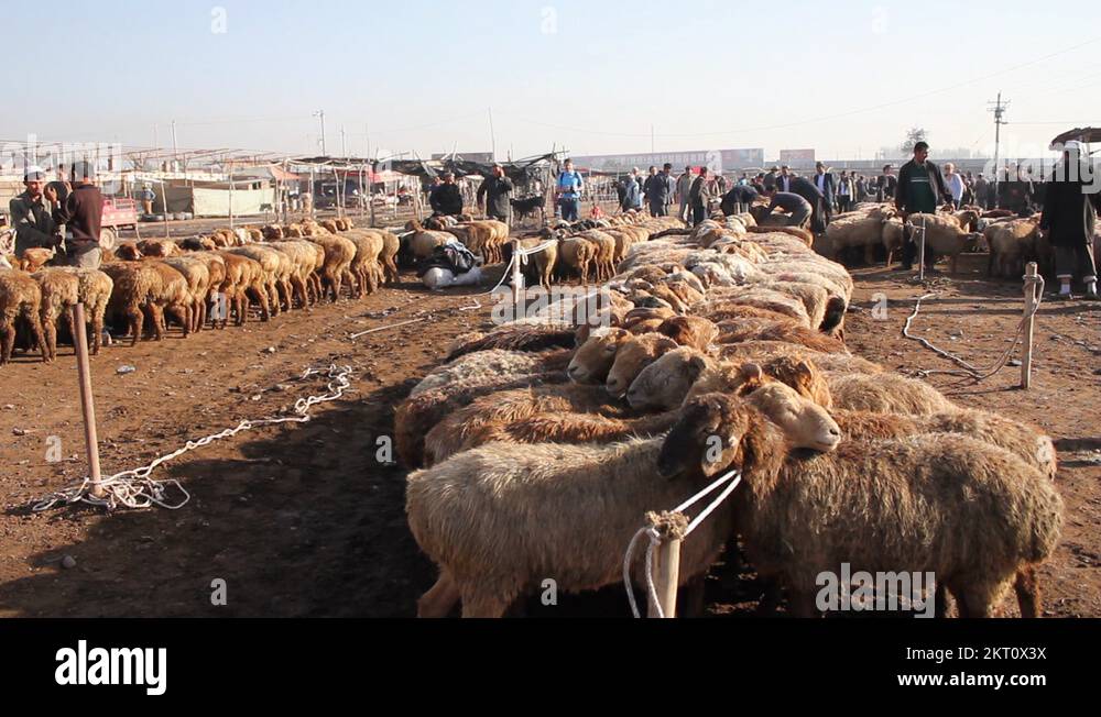 China sheep farming Stock Videos & Footage - HD and 4K Video Clips - Alamy