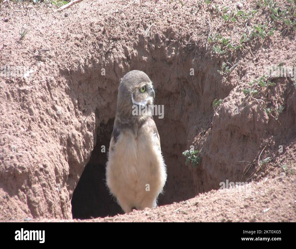 Alert baby Stock Videos & Footage - HD and 4K Video Clips - Alamy