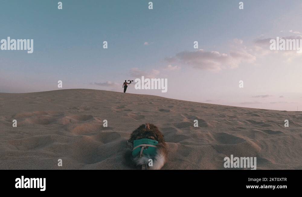 Desert bald eagle Stock Videos & Footage - HD and 4K Video Clips - Alamy