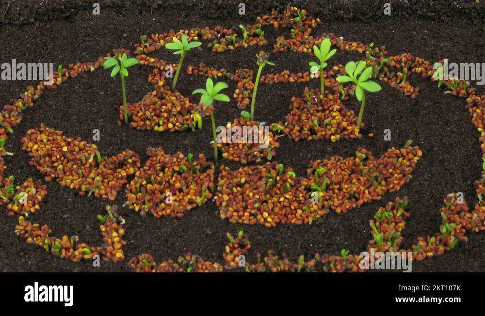 Symbol shape Stock Videos & Footage - HD and 4K Video Clips - Alamy