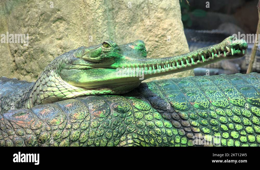Gharials Stock Videos & Footage - HD and 4K Video Clips - Alamy