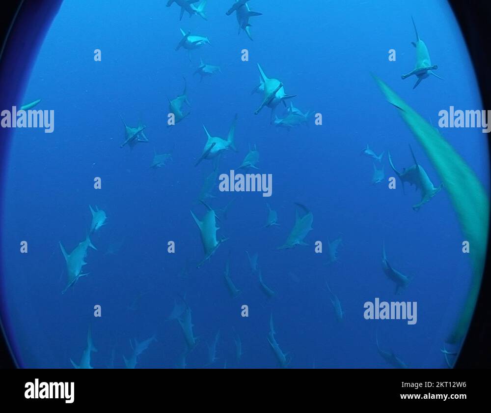 Shark migration Stock Videos & Footage - HD and 4K Video Clips - Alamy