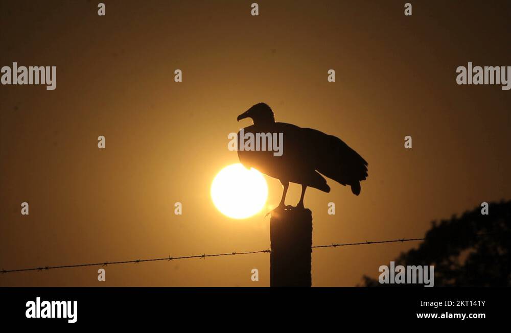 Harbinger Stock Videos & Footage - HD and 4K Video Clips - Alamy
