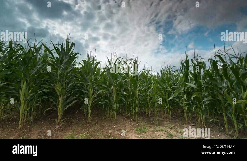 Gm maize Stock Videos & Footage - HD and 4K Video Clips - Alamy