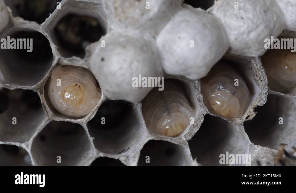 Larvae nest Stock Videos & Footage - HD and 4K Video Clips - Alamy