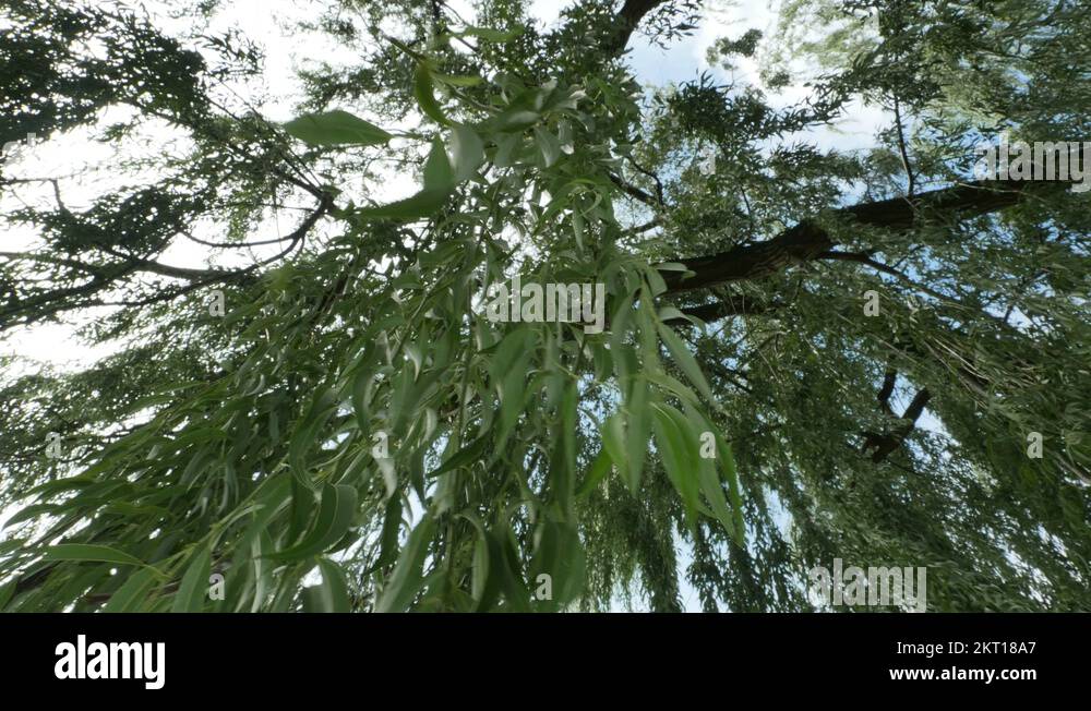 Wind blowing weeping willow tree Stock Videos & Footage - HD and 4K ...