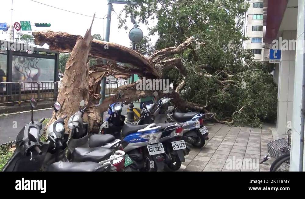 Typhoon tree damage Stock Videos & Footage - HD and 4K Video Clips - Alamy