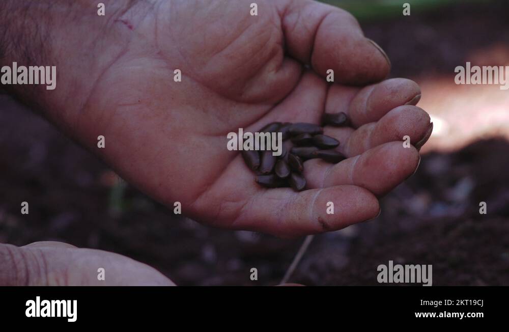 Calloused hands Stock Videos & Footage - HD and 4K Video Clips - Alamy