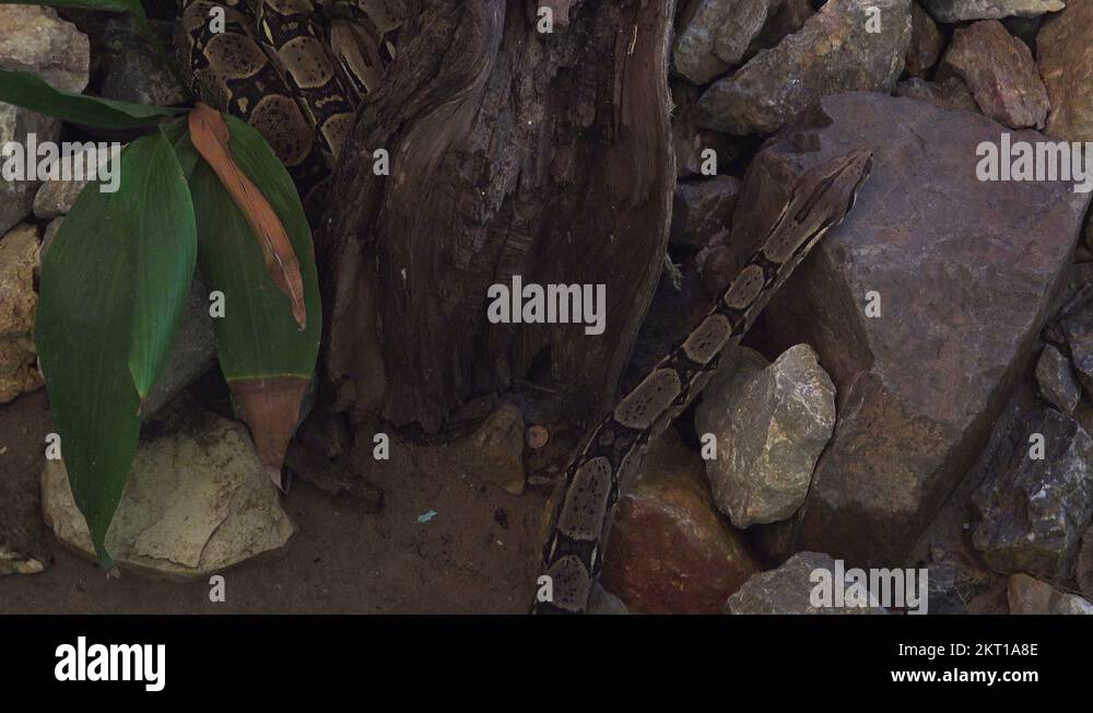 The largest snake Stock Videos & Footage - HD and 4K Video Clips - Alamy