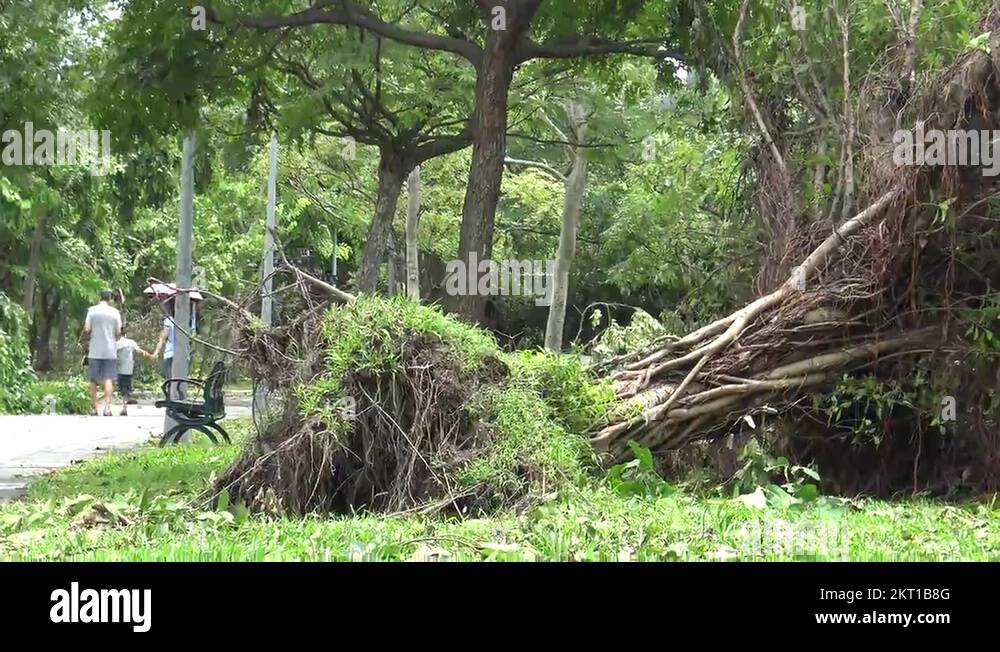 Park Fallen Tree Damage After Tropical Storm Hits Taiwan Typhoon ...