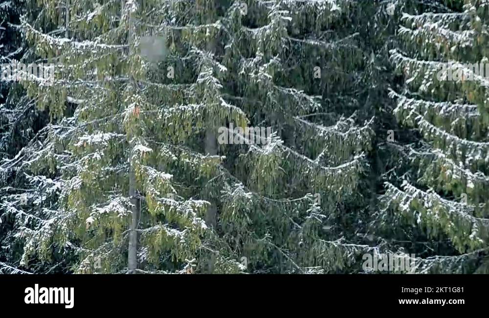 Heavy snow on fir Stock Videos & Footage - HD and 4K Video Clips - Alamy