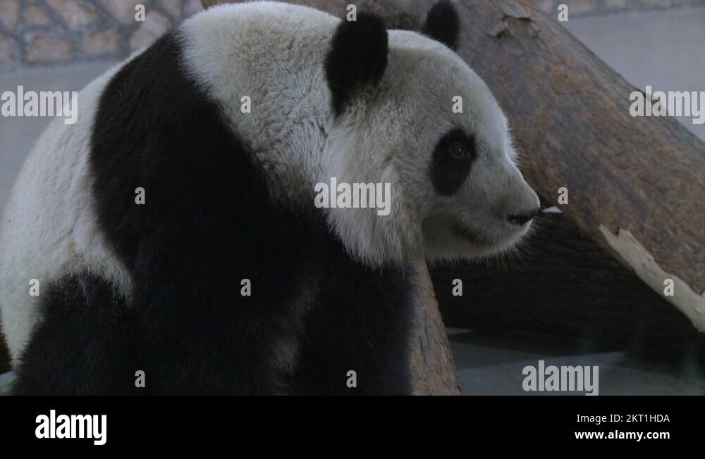 Lan animals Stock Videos & Footage - HD and 4K Video Clips - Alamy