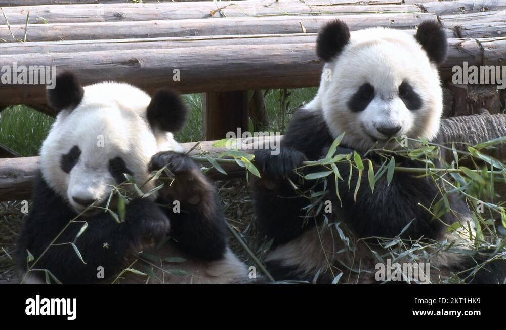 Giant pandas eating Stock Videos & Footage - HD and 4K Video Clips - Alamy