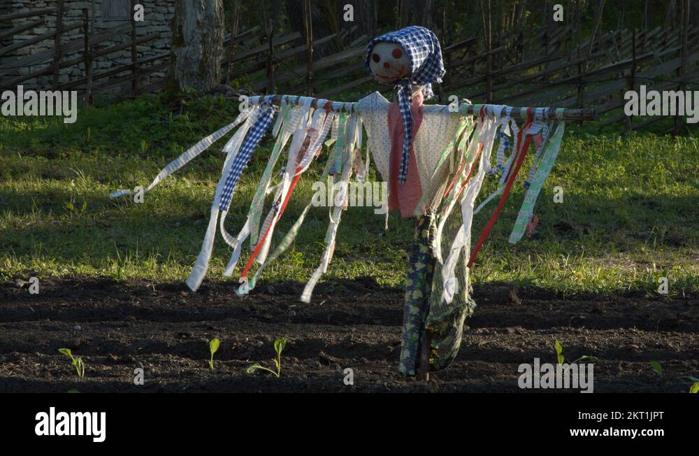Real scarecrow Stock Videos & Footage - HD and 4K Video Clips - Alamy