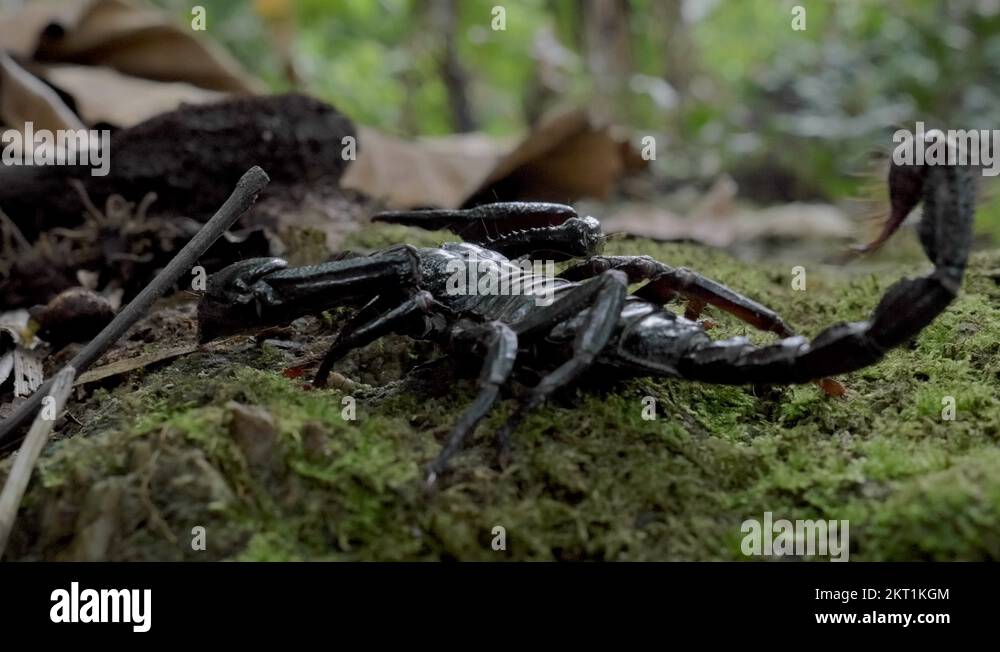 Wildlife animals of tropical rainforest, camera follows of Giant Forest ...