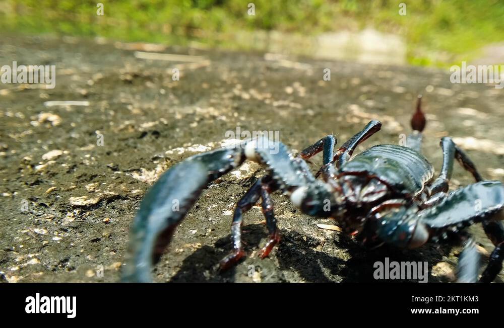Asia giant forest scorpion Stock Videos & Footage - HD and 4K Video ...