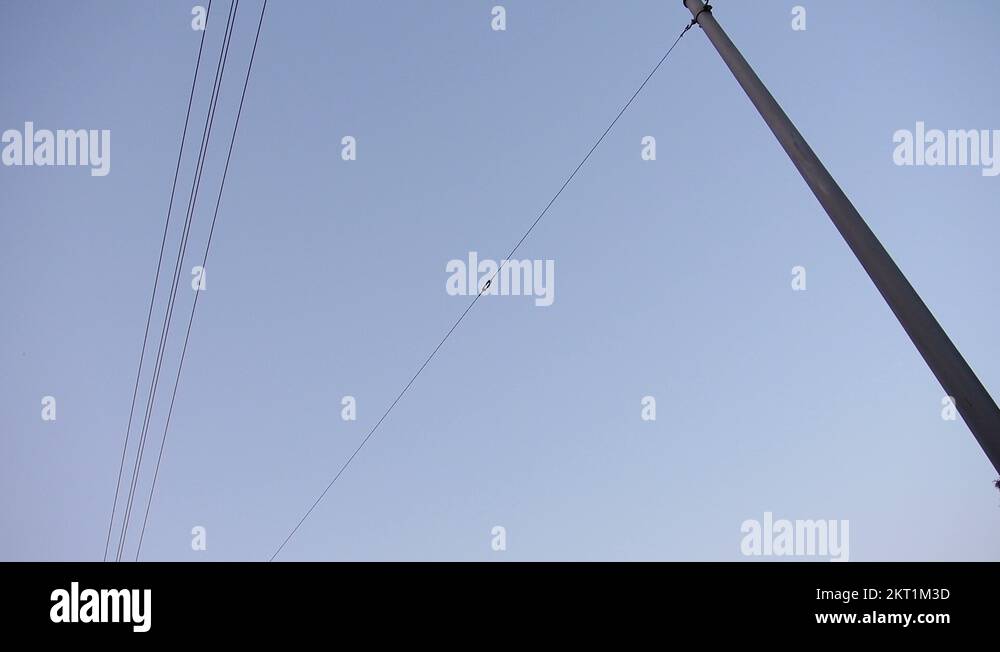 Electric trees Stock Videos & Footage - HD and 4K Video Clips - Alamy