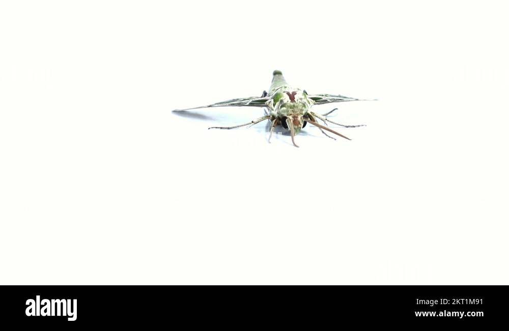 Grand moth Stock Videos & Footage - HD and 4K Video Clips - Alamy