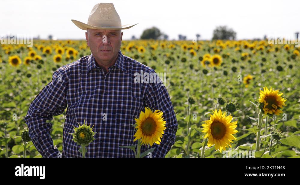 Sunflower Field American Farmer Cowboy Hat Salute Gesture Media Press ...