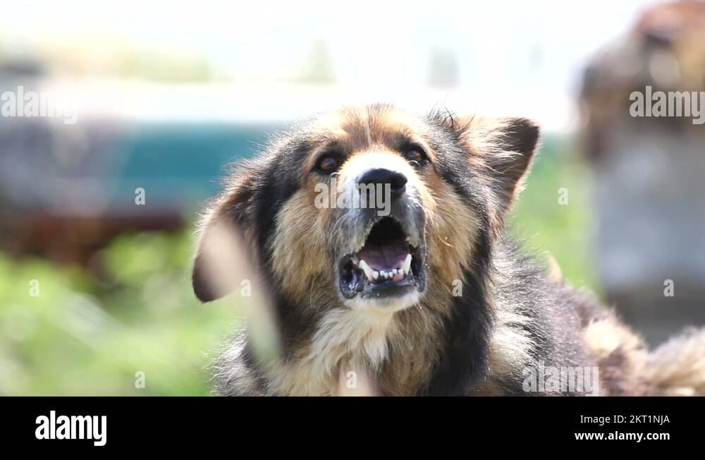 Furious dog Stock Videos & Footage - HD and 4K Video Clips - Alamy