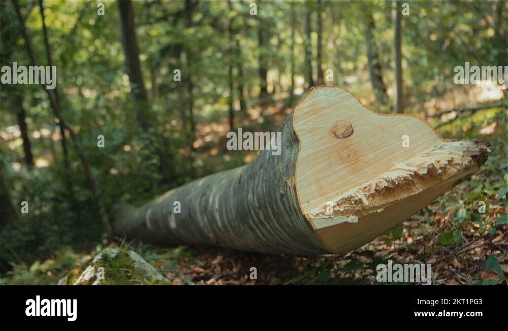 Cross section dead wood Stock Videos & Footage - HD and 4K Video Clips ...