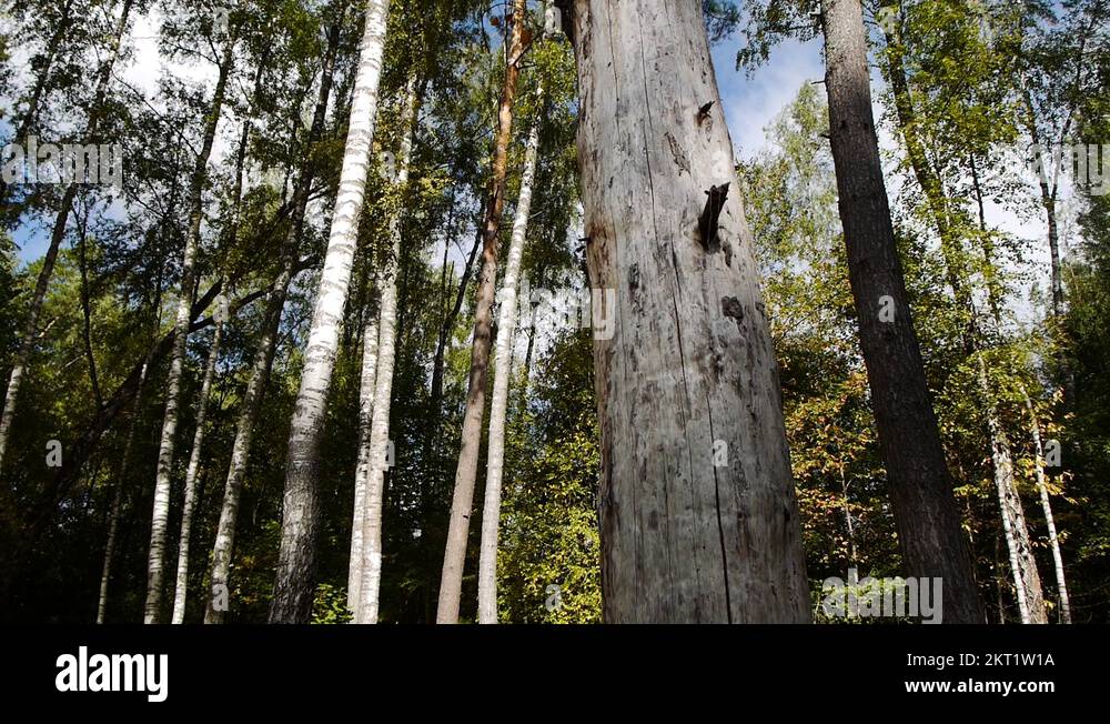 Forest crown Stock Videos & Footage - HD and 4K Video Clips - Alamy