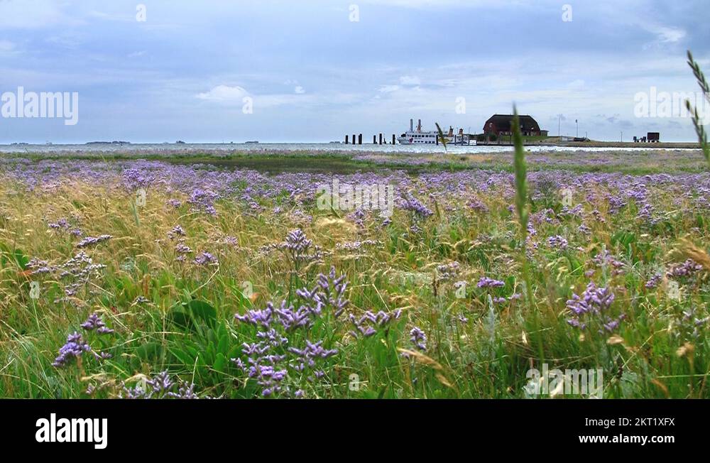 Hooge Stock Videos & Footage - HD and 4K Video Clips - Alamy