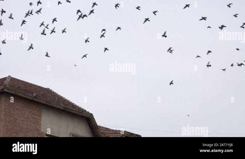 4K Big raven flock fly sky many pigeons rest block roof town wild bird ...