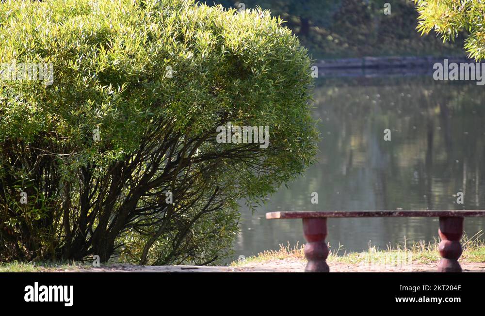 Willow tree in water Stock Videos & Footage - HD and 4K Video Clips - Alamy