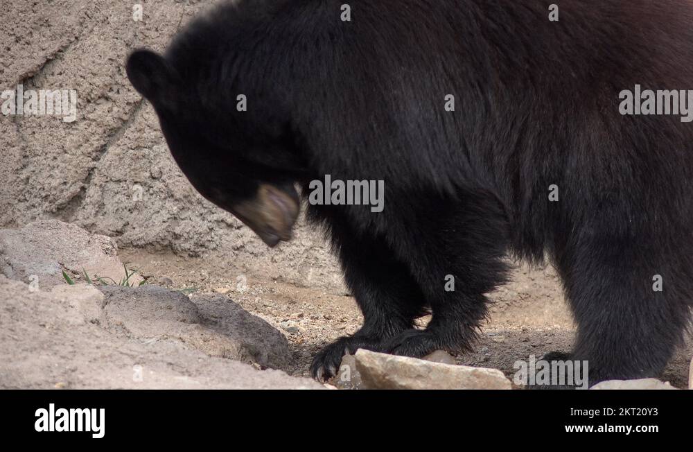 Ice claws Stock Videos & Footage - HD and 4K Video Clips - Alamy