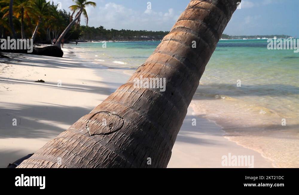 Palm tree symbol Stock Videos & Footage - HD and 4K Video Clips - Alamy