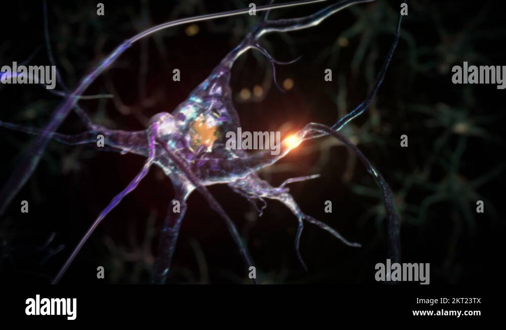 From neurons during synapsis to a 3D human head. Loopable. Biology ...