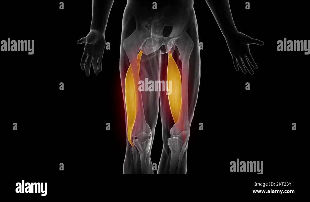 Hamstrings, anatomy Stock Videos & Footage - HD and 4K Video Clips - Alamy