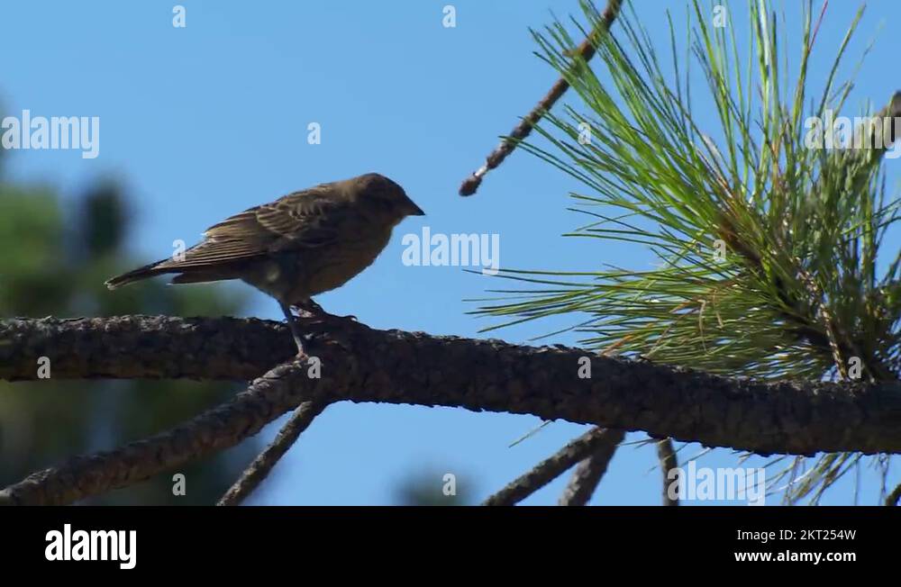 Broodparasite Stock Videos And Footage Hd And 4k Video Clips Alamy