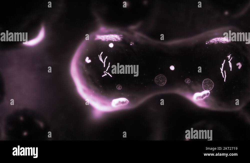 Stages of mitosis. Loopable. Biology background. Purple Stock Video ...