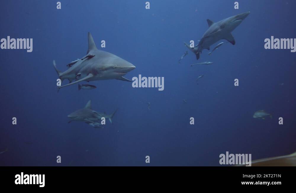 Remora fish Stock Videos & Footage - HD and 4K Video Clips - Alamy