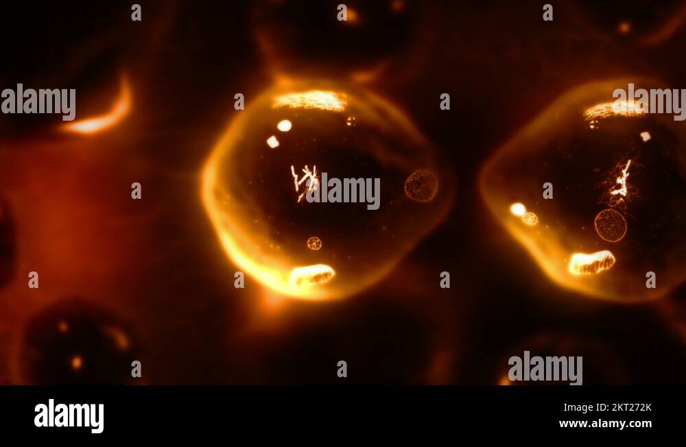 Stages of mitosis. Loopable. Biology background. Orange Stock Video ...