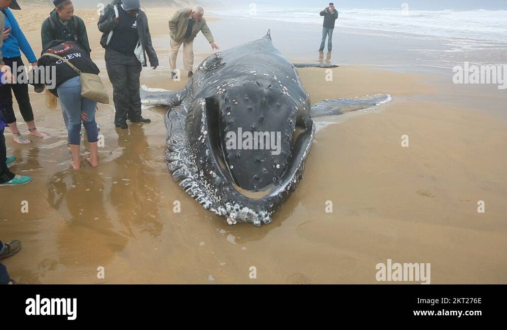 Beached whale africa Stock Videos & Footage - HD and 4K Video Clips - Alamy