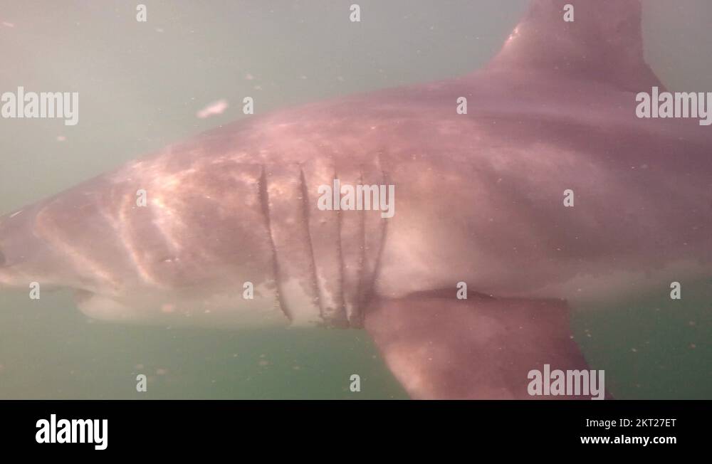 Great white shark slow motion underwater view from cage Stock Video ...