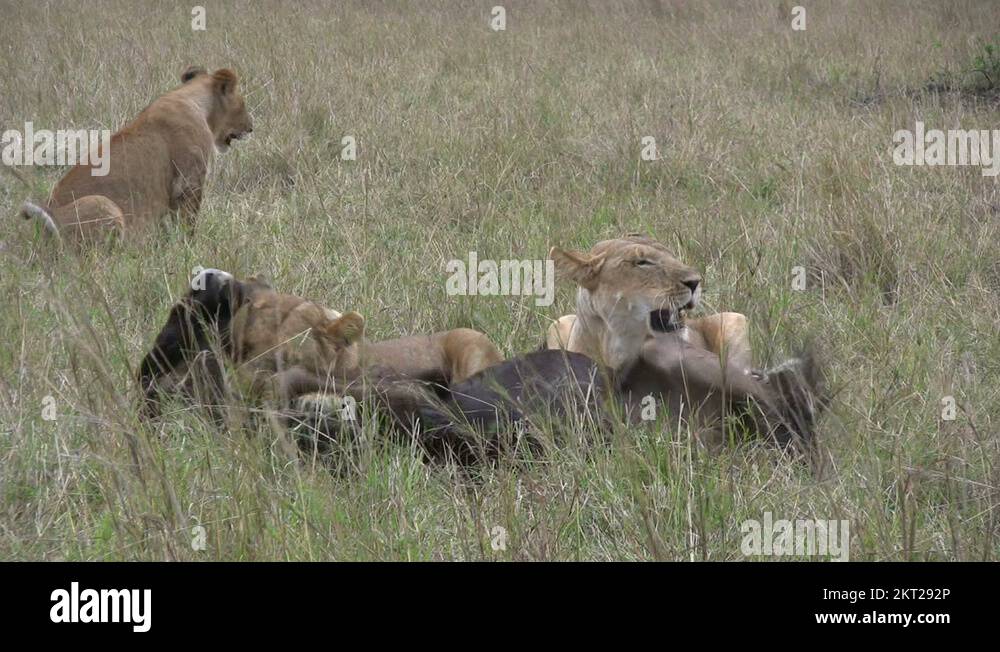 Lion killing lion Stock Videos & Footage - HD and 4K Video Clips - Alamy