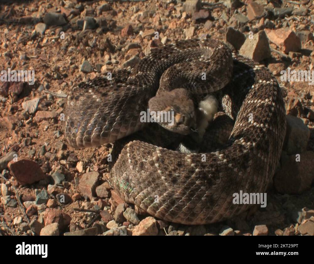 a coiled western diamondback rattlesnake is ready to strike Stock Video ...